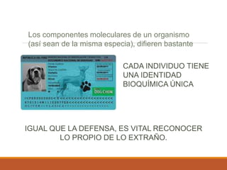 Histo Clase 10 Sistema Linfoide Tecno2.pdf