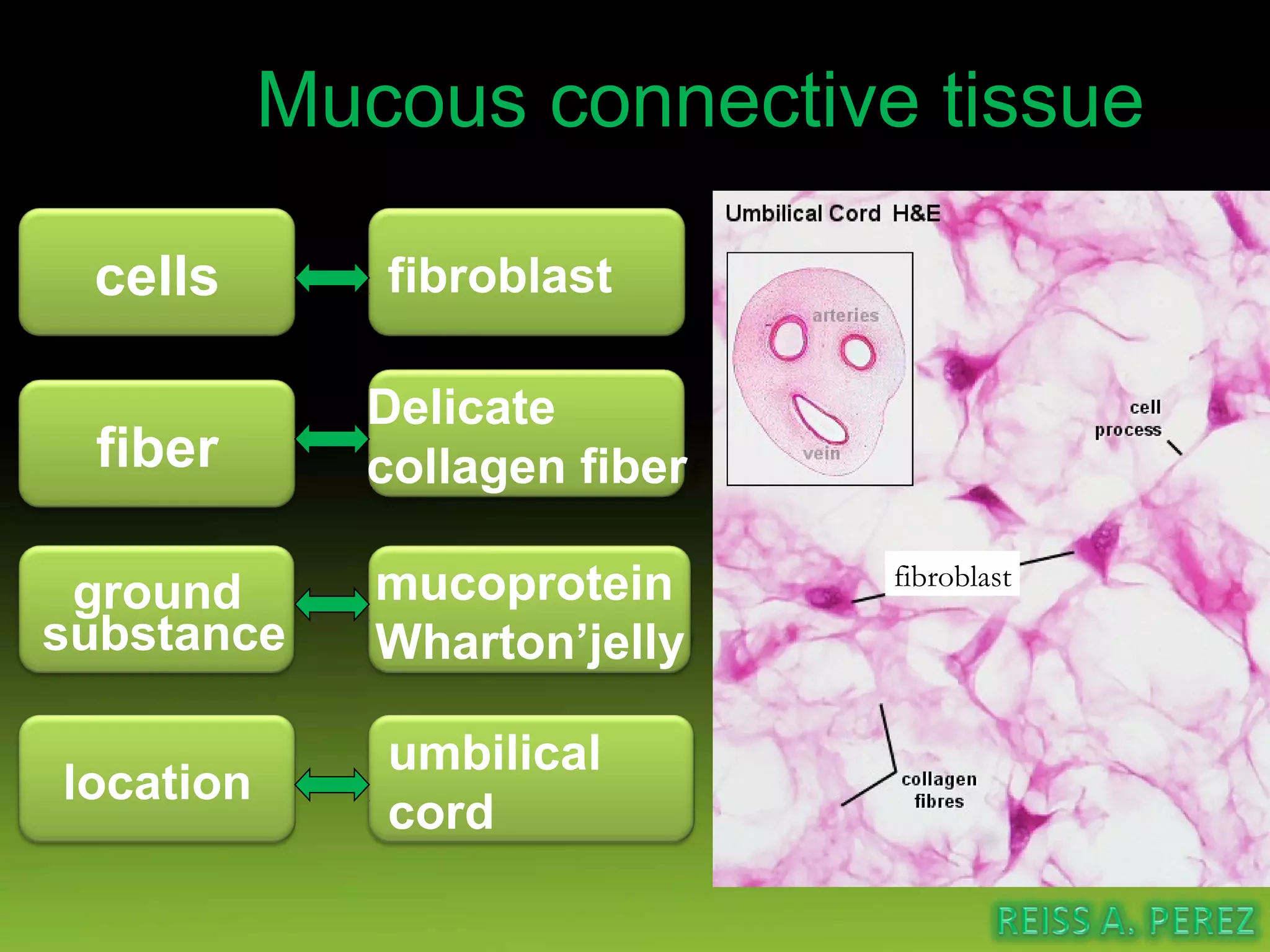 Connective Tissue | PPT