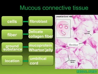 Mucous Connective Tissue Umbilical Cord