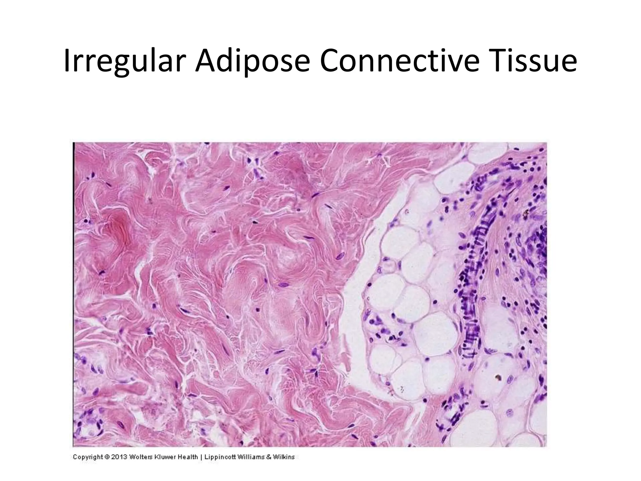 Histo_Conn_Tiss.pptx connecting tissue ppt | PPTX