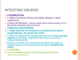 Histo digestivo hacvp | PPTX