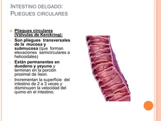 Histo digestivo hacvp | PPTX