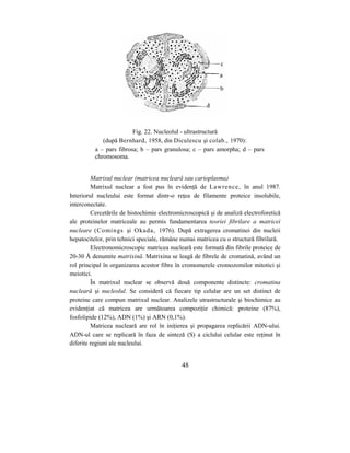 Histoembriologie | PDF