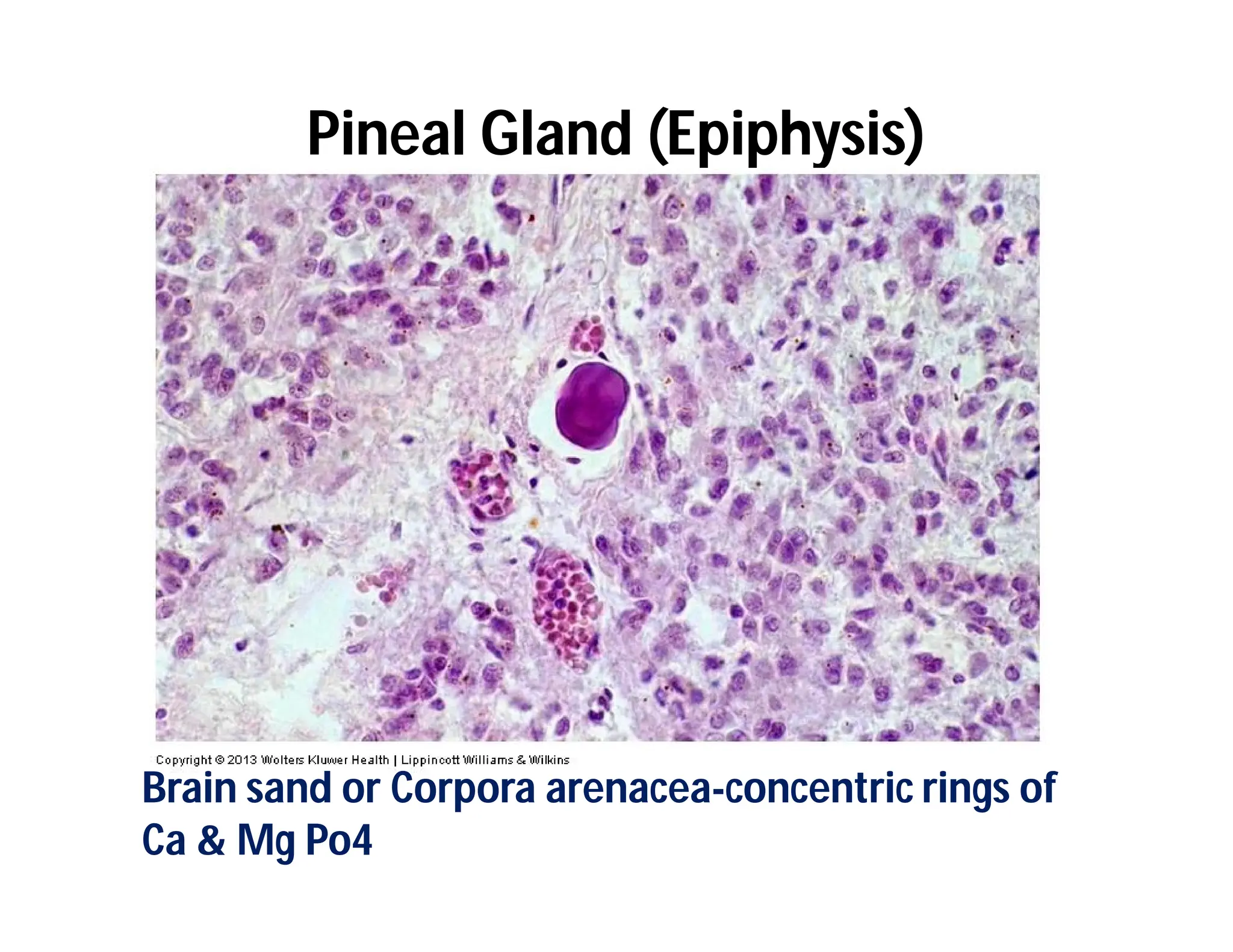 Histo_Endocrine_Gland.pdf | Thyroid Disorders | Endocrine and Metabolic ...
