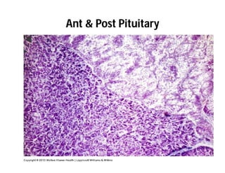 Histo_Endocrine_Gland.pdf