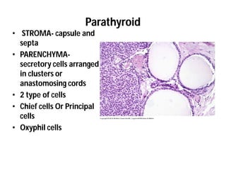 Histo_Endocrine_Gland.pdf