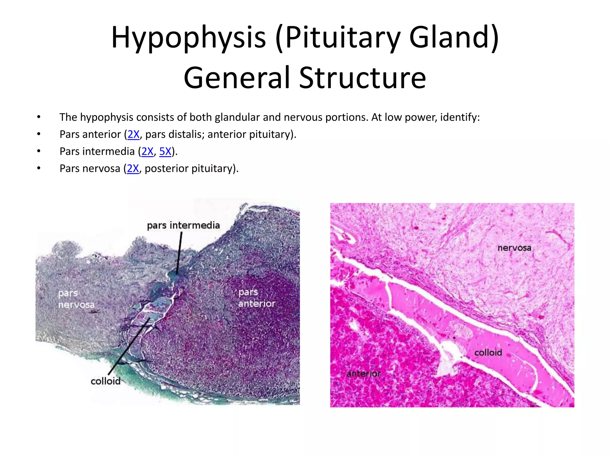 Histo endocrine study guide | PPTX