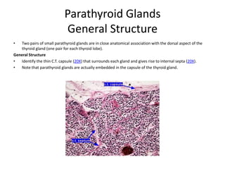 Histo endocrine study guide | PPTX