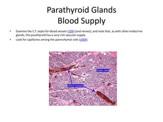 Histo endocrine study guide | PPTX