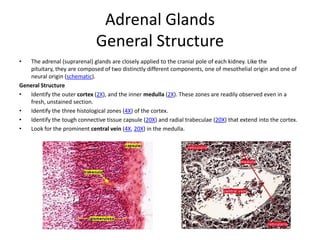 Histo endocrine study guide | PPTX