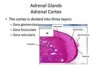 Histo endocrine study guide | PPTX