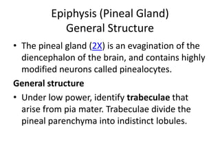 Histo endocrine study guide | PPTX