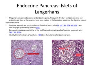 Histo endocrine study guide | PPTX