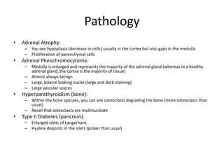 Histo endocrine study guide | PPTX