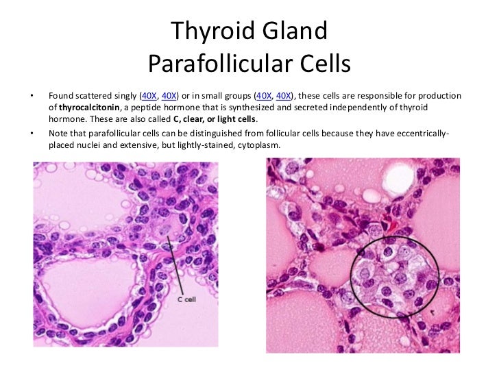 Histo endocrine study guide