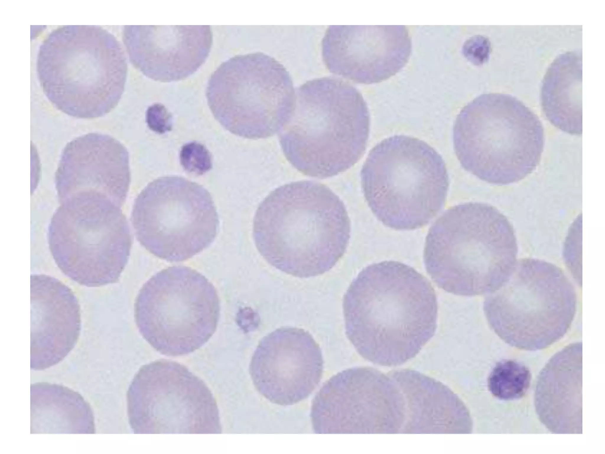 Hist of Blood and Hemop- Prac-UG.ppt