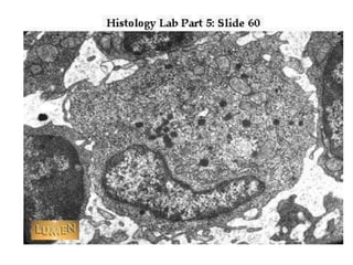 Hist of Blood and Hemop- Prac-UG.ppt