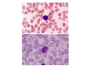 Hist of Blood and Hemop- Prac-UG.ppt