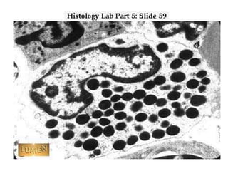Hist of Blood and Hemop- Prac-UG.ppt