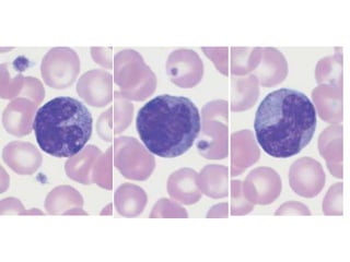 Hist of Blood and Hemop- Prac-UG.ppt