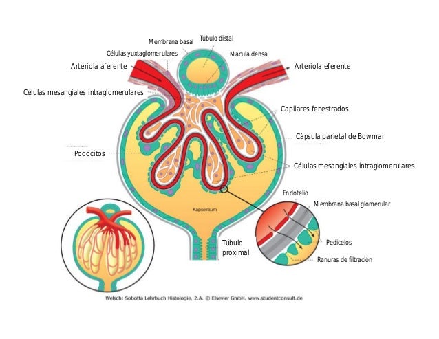 Histofisiología de riñón