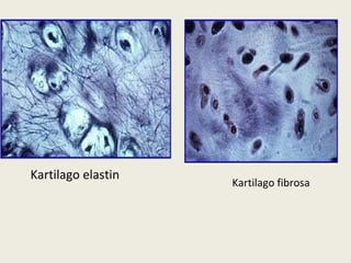 Histofisiologi | PPT