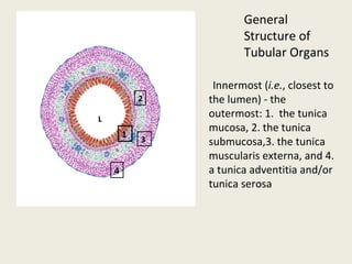 Histofisiologi | PPT