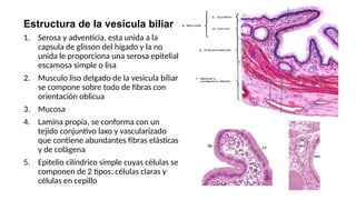 Histofisiologia de la vesícula biliarpptx | PPTX