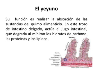Histo fisiologia intestinal del intestino delgado | PPTX