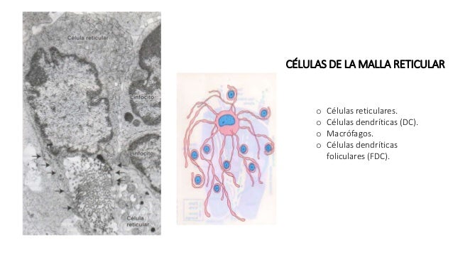 Histofisiologia sistema linfático