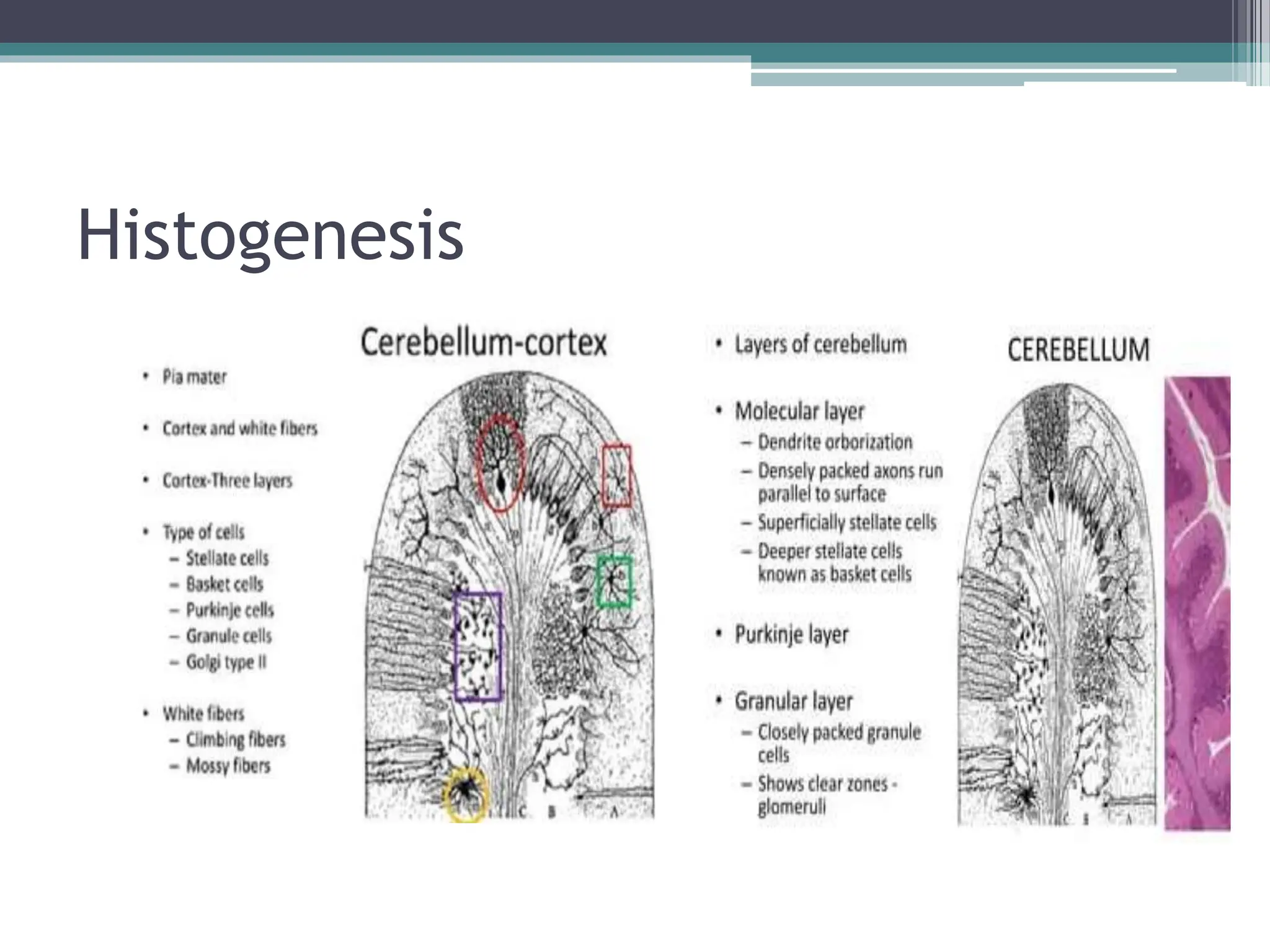 Histogenesis of cerebral cortex and cerebellar cortex, NIT.pptx