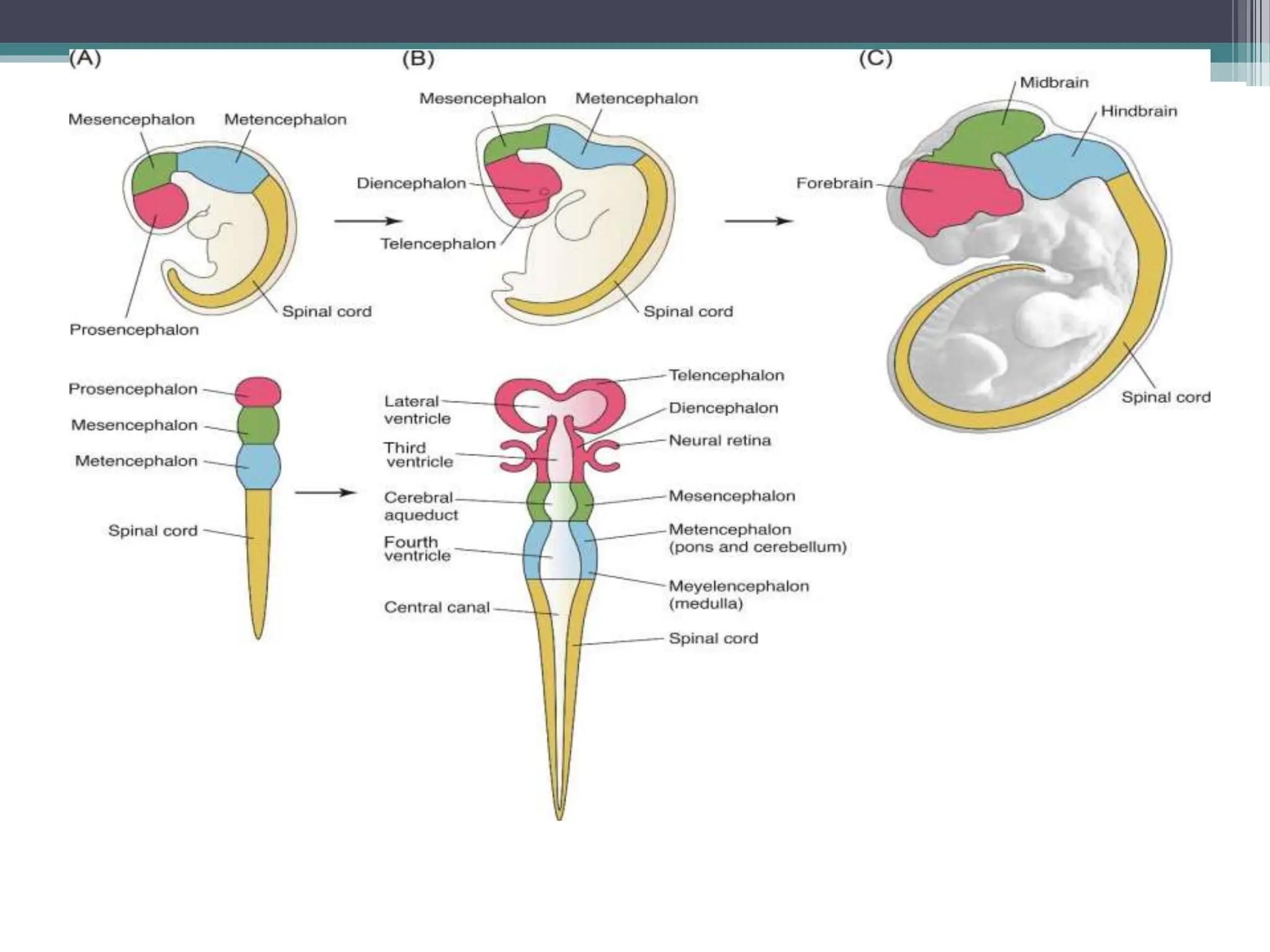 Histogenesis of cerebral cortex and cerebellar cortex, NIT.pptx