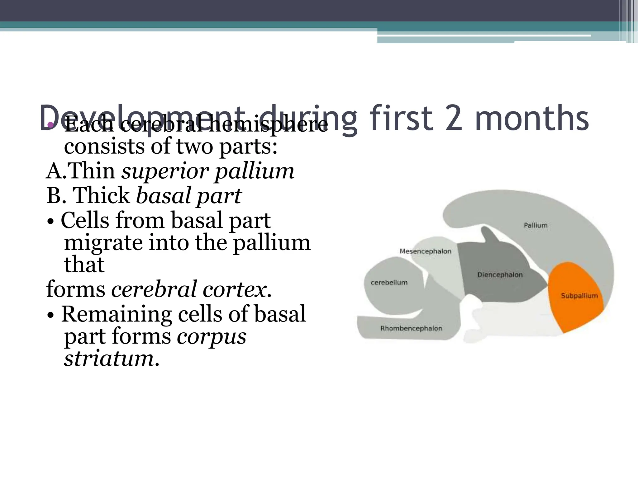 Histogenesis of cerebral cortex and cerebellar cortex, NIT.pptx