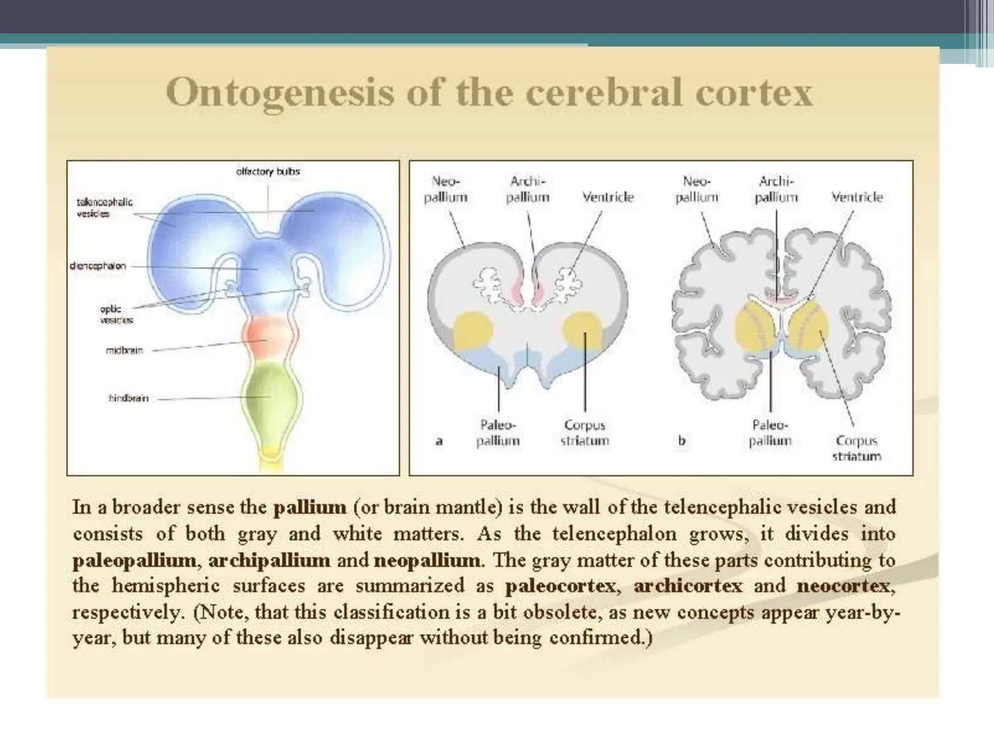 Histogenesis of cerebral cortex and cerebellar cortex, NIT.pptx
