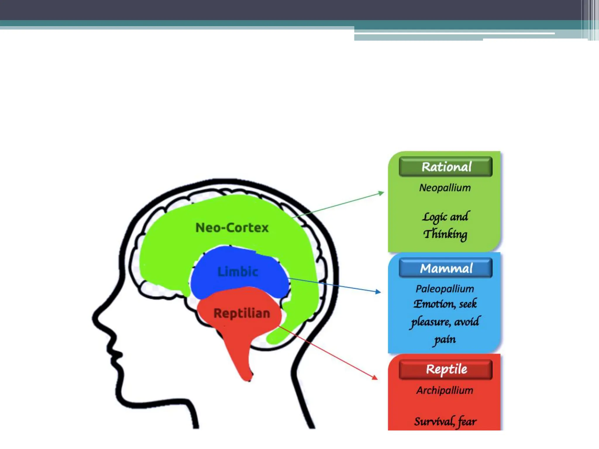 Histogenesis of cerebral cortex and cerebellar cortex, NIT.pptx