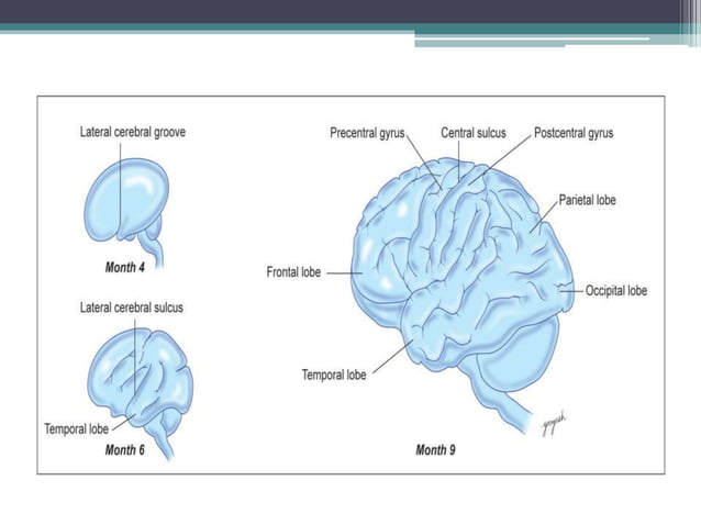 Histogenesis of cerebral cortex and cerebellar cortex, NIT.pptx