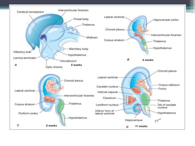 Histogenesis of cerebral cortex and cerebellar cortex, NIT.pptx