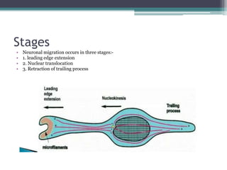 Histogenesis of cerebral cortex and cerebellar cortex, NIT.pptx