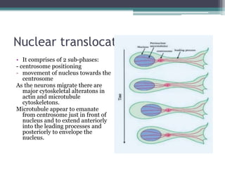 Histogenesis of cerebral cortex and cerebellar cortex, NIT.pptx