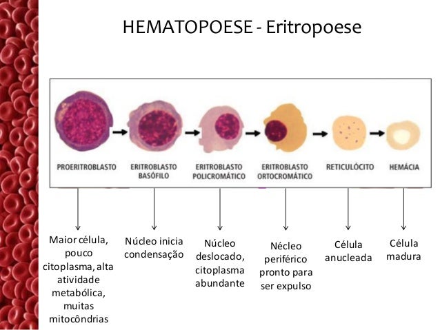 Histo II - Tec. Sanguíneo e Hematopoese