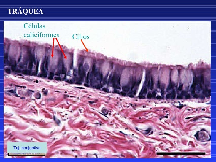Histo I Presentacion