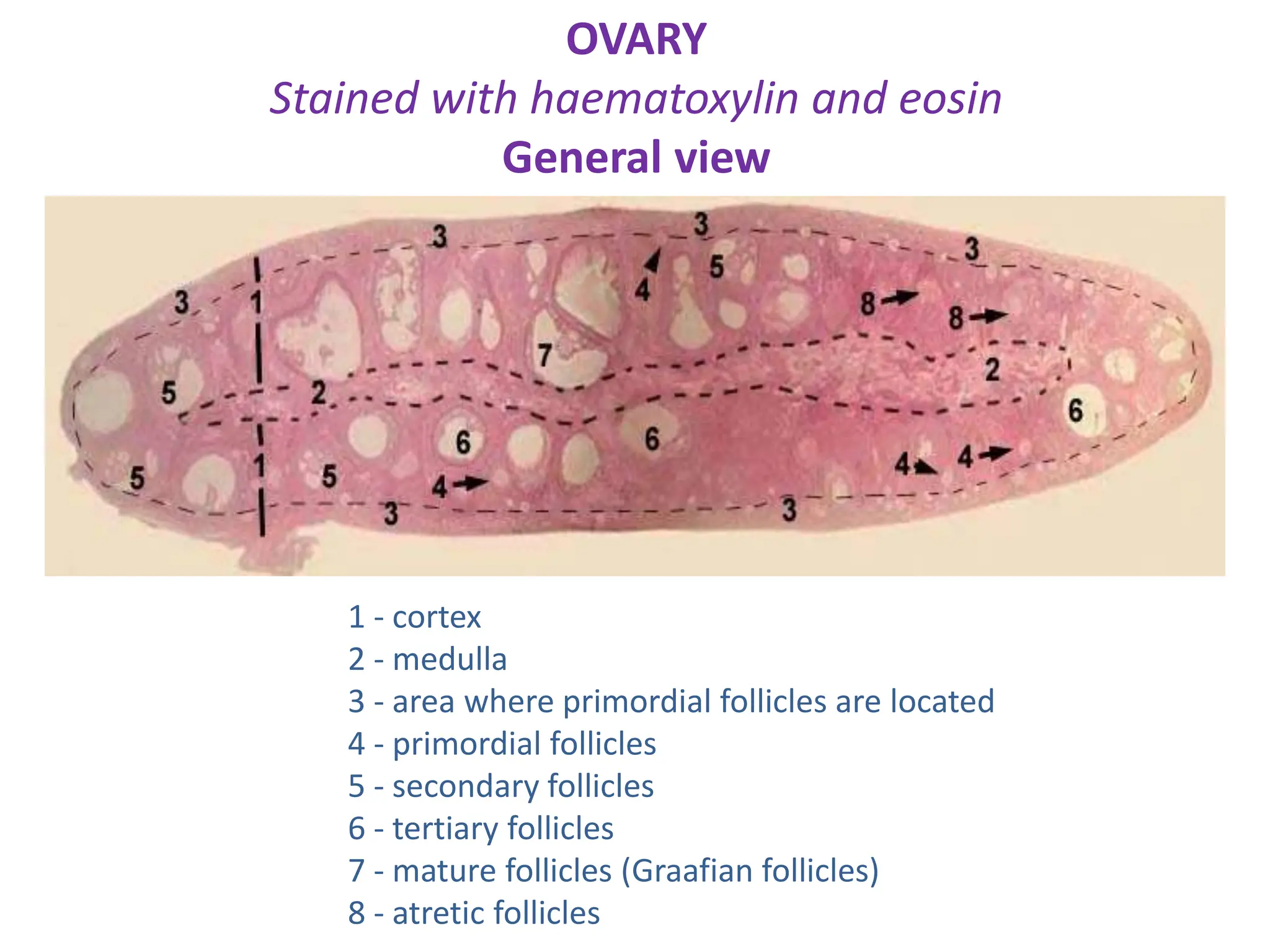 microscopic structure of ovary with diagram | PPTX