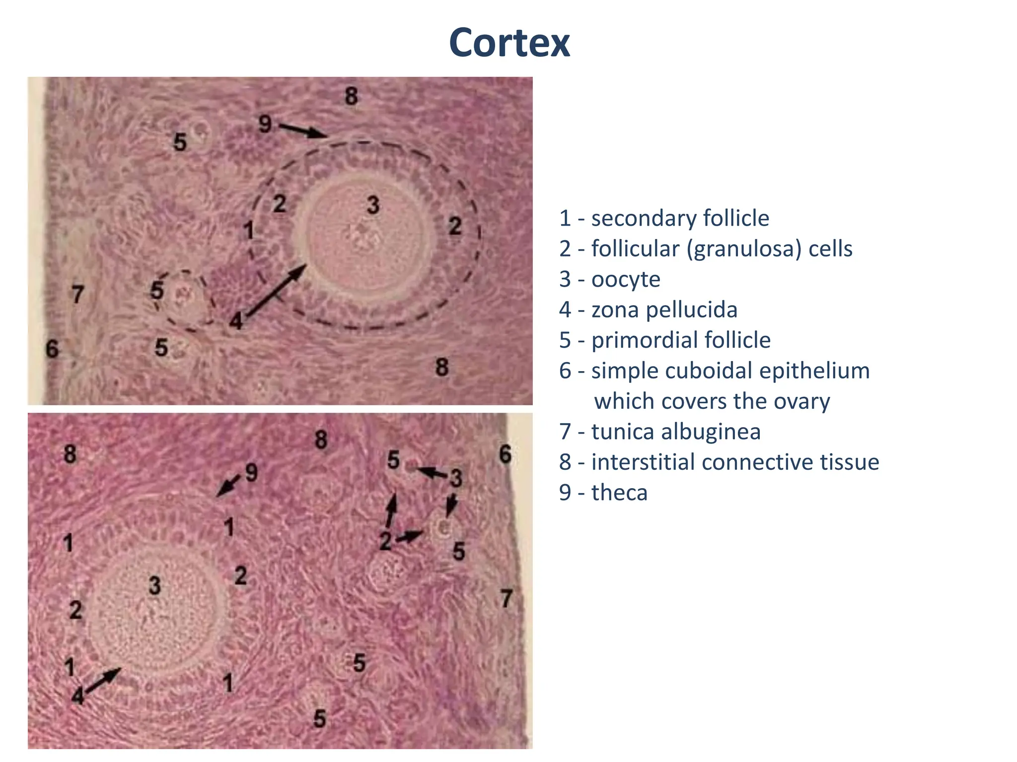 microscopic structure of ovary with diagram | PPTX