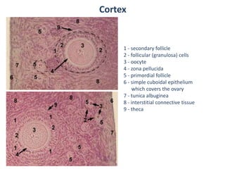 microscopic structure of ovary with diagram | PPT