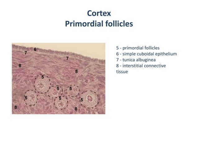 microscopic structure of ovary with diagram | PPTX