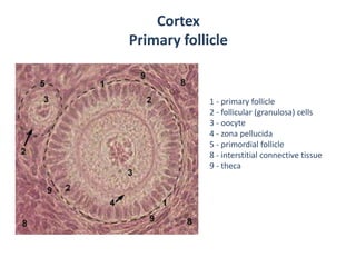 microscopic structure of ovary with diagram | PPTX
