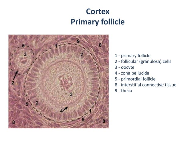 microscopic structure of ovary with diagram | PPTX