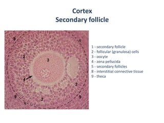 microscopic structure of ovary with diagram | PPTX