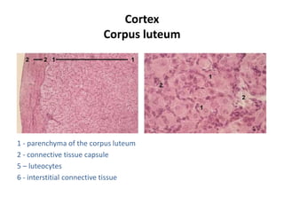 microscopic structure of ovary with diagram | PPTX