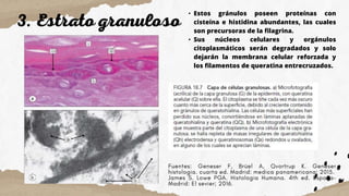 Histologia del Tejido Tegumentario.pdf